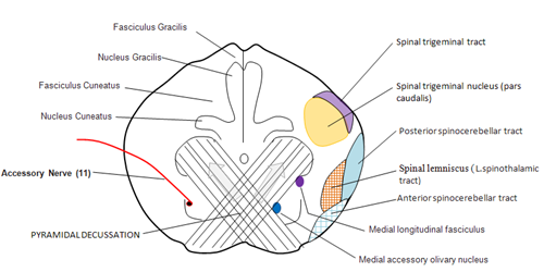 Brain Stem - Radiology Made Easy